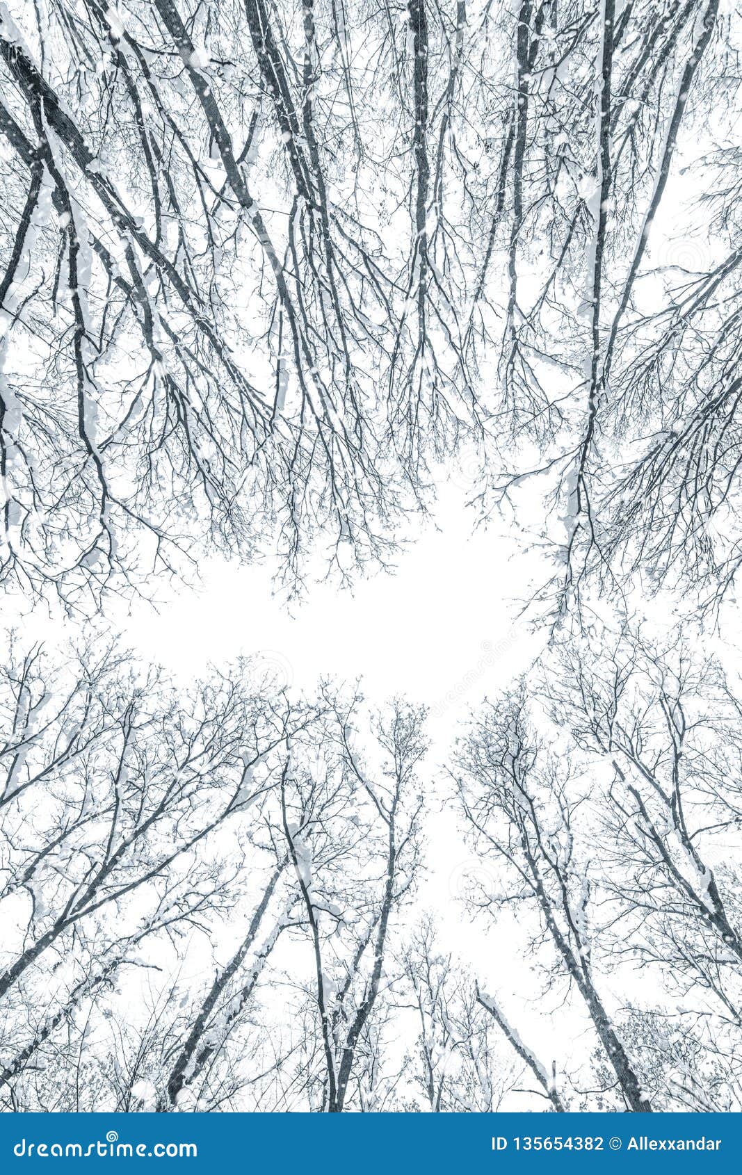 Snow Covered Top Trees ,Winter Trees Crown Stock Photo - Image of ...