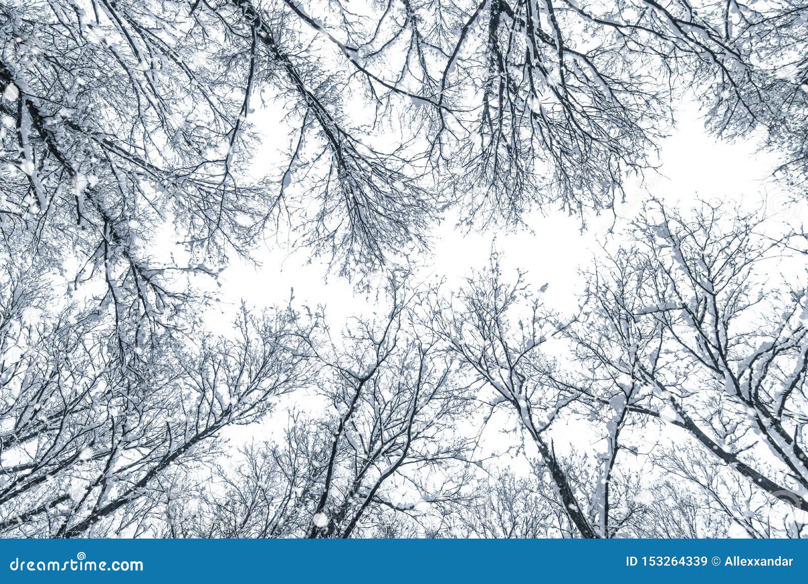 Snow Covered Top Trees ,Winter Trees Crown Stock Image - Image of ...