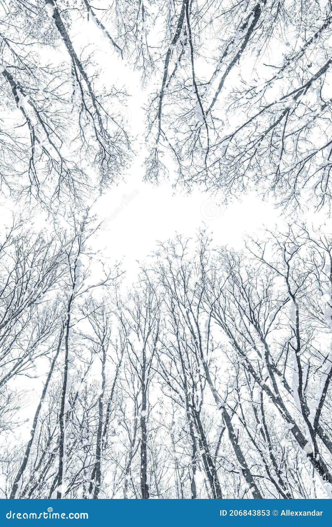 Snow Covered Top Trees ,Winter Trees Crown Stock Image - Image of ...