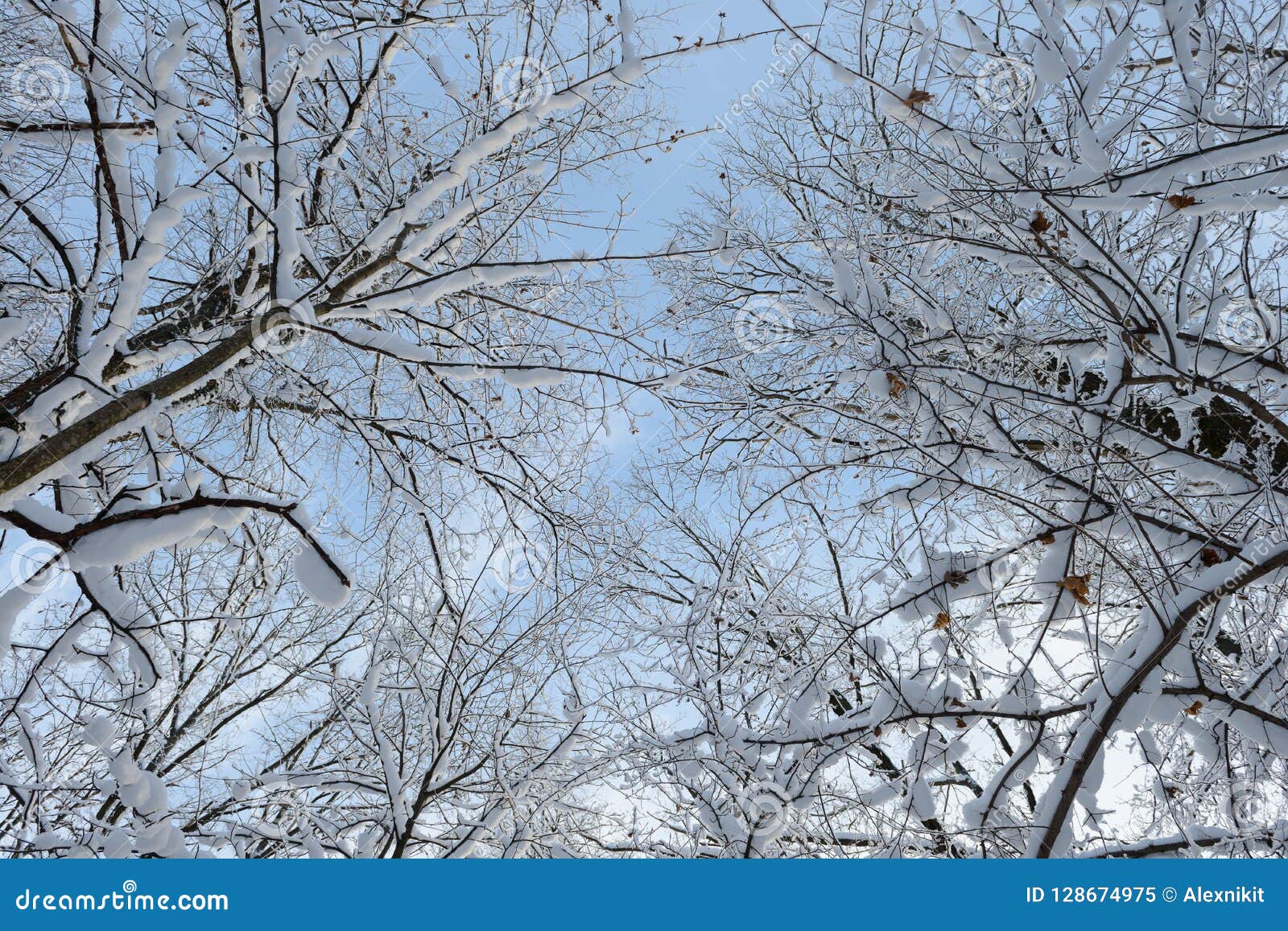 Snow-covered Tops of Trees in a Dense Forest in a Winter Stock Image ...