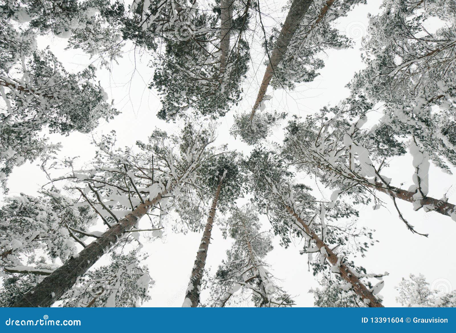 Snow-covered Tops of the Trees in the Forest Stock Photo - Image of ...