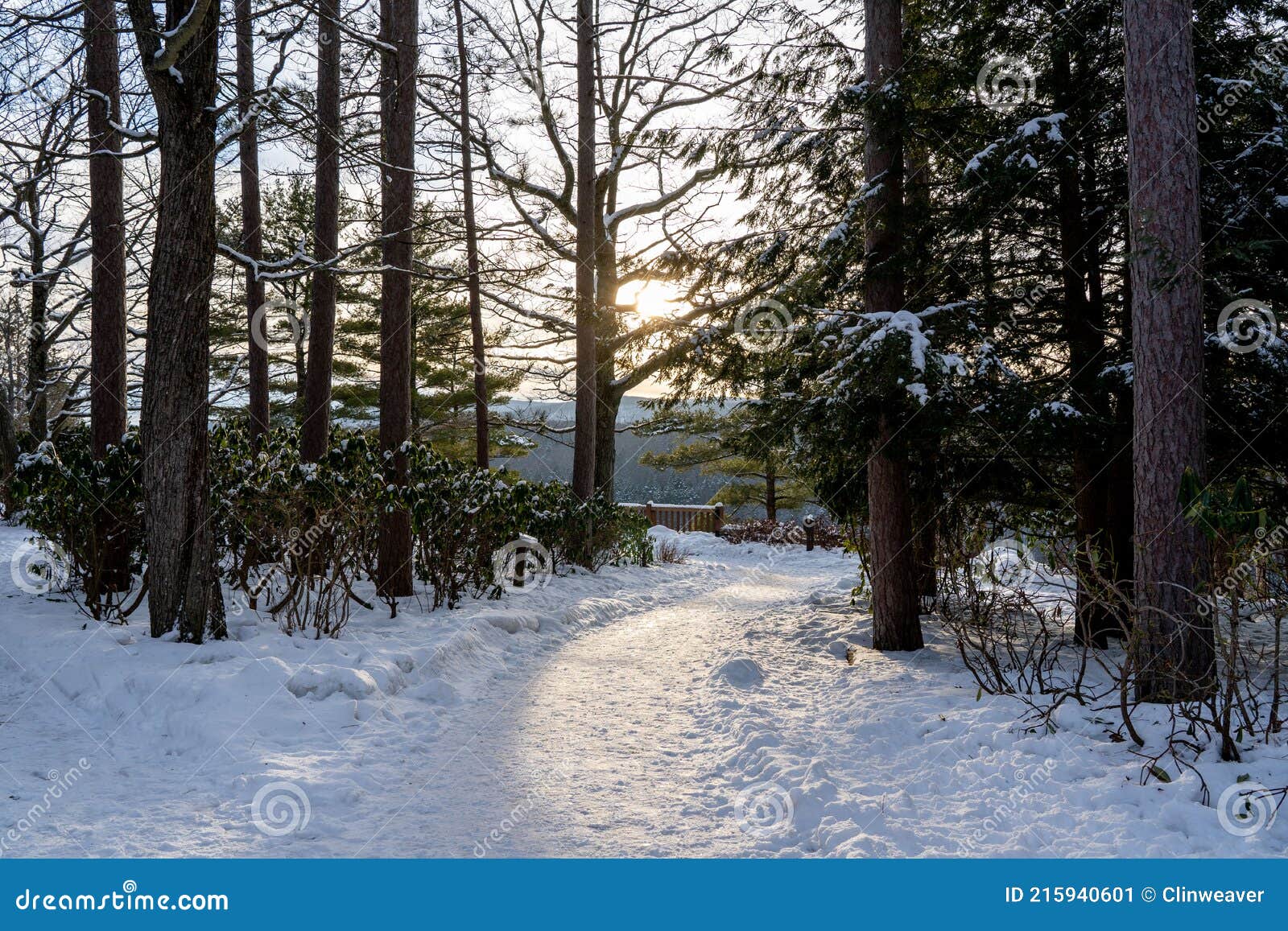 Snow Covered Trail in the Forest Stock Image - Image of snow, nature ...