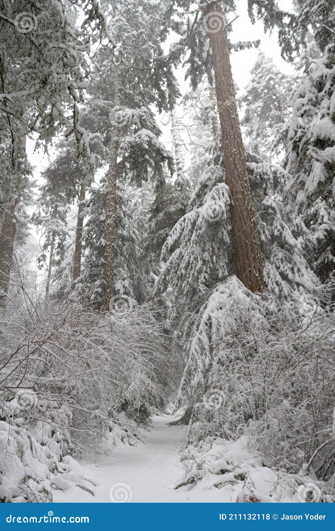 A Snow Covered Trail through a Forest Stock Photo - Image of snow ...