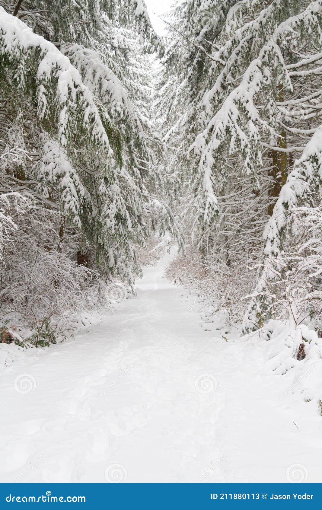 A Snow Covered Trail through a Winter Wonderland Forest Stock Image ...