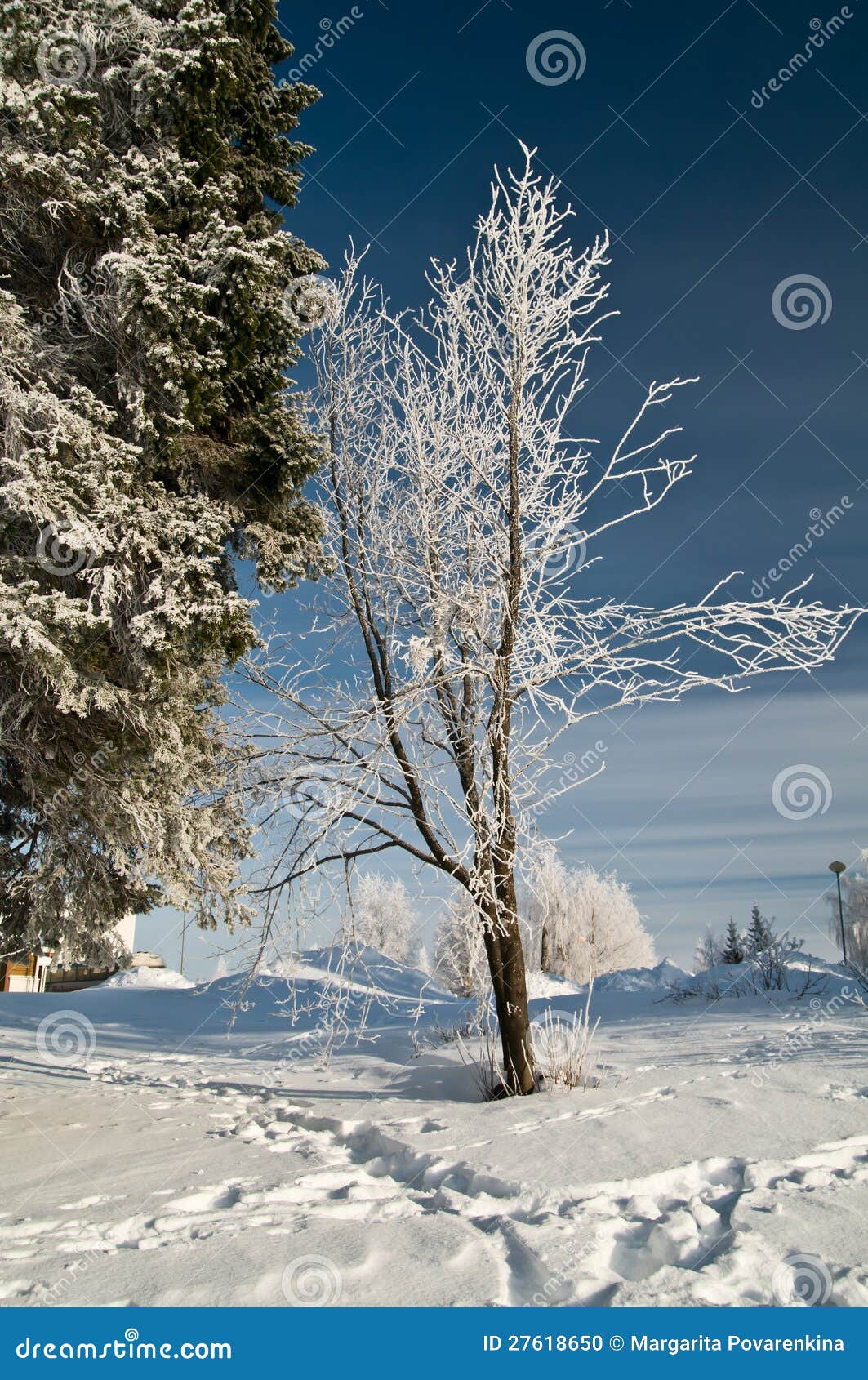 Snow covered tree stock photo. Image of cold, firtrees - 27618650
