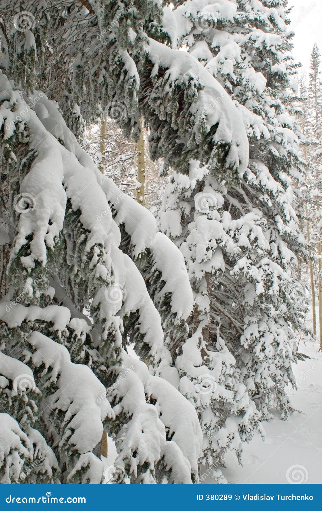 Snow covered tree stock image. Image of aspens, winter - 380289