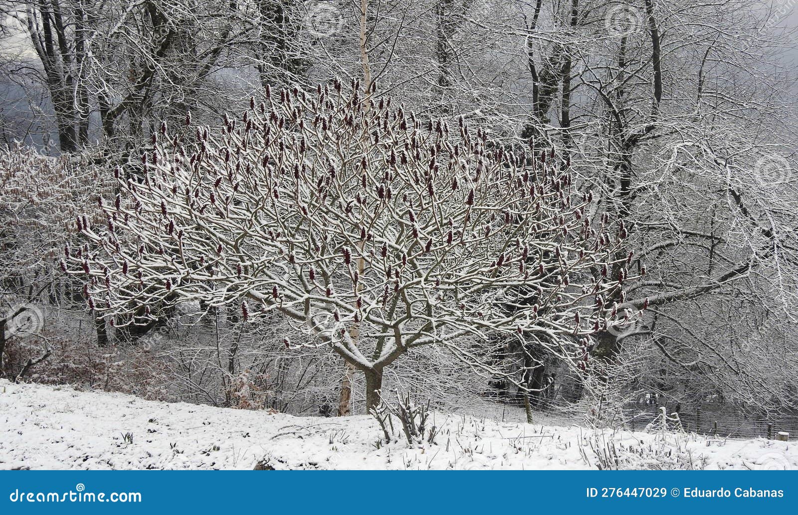 Snow Covered Tree in the Alps, Argentiere, France Stock Image - Image ...