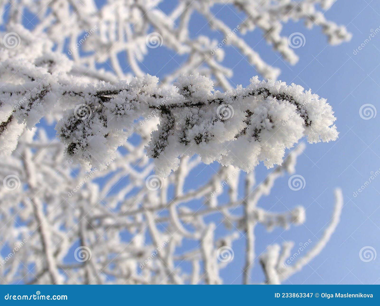 A Snow-covered Tree Branch on the Background of a Pattern of Small Snow ...