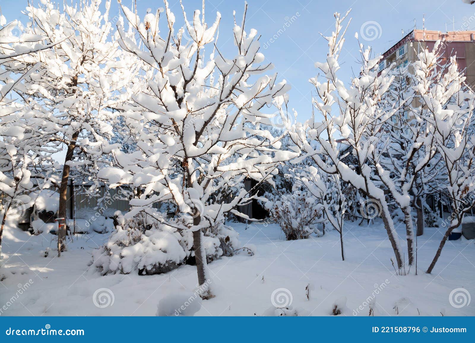A Snow-covered Tree Branch, the Branches of the Trees are Covered with ...