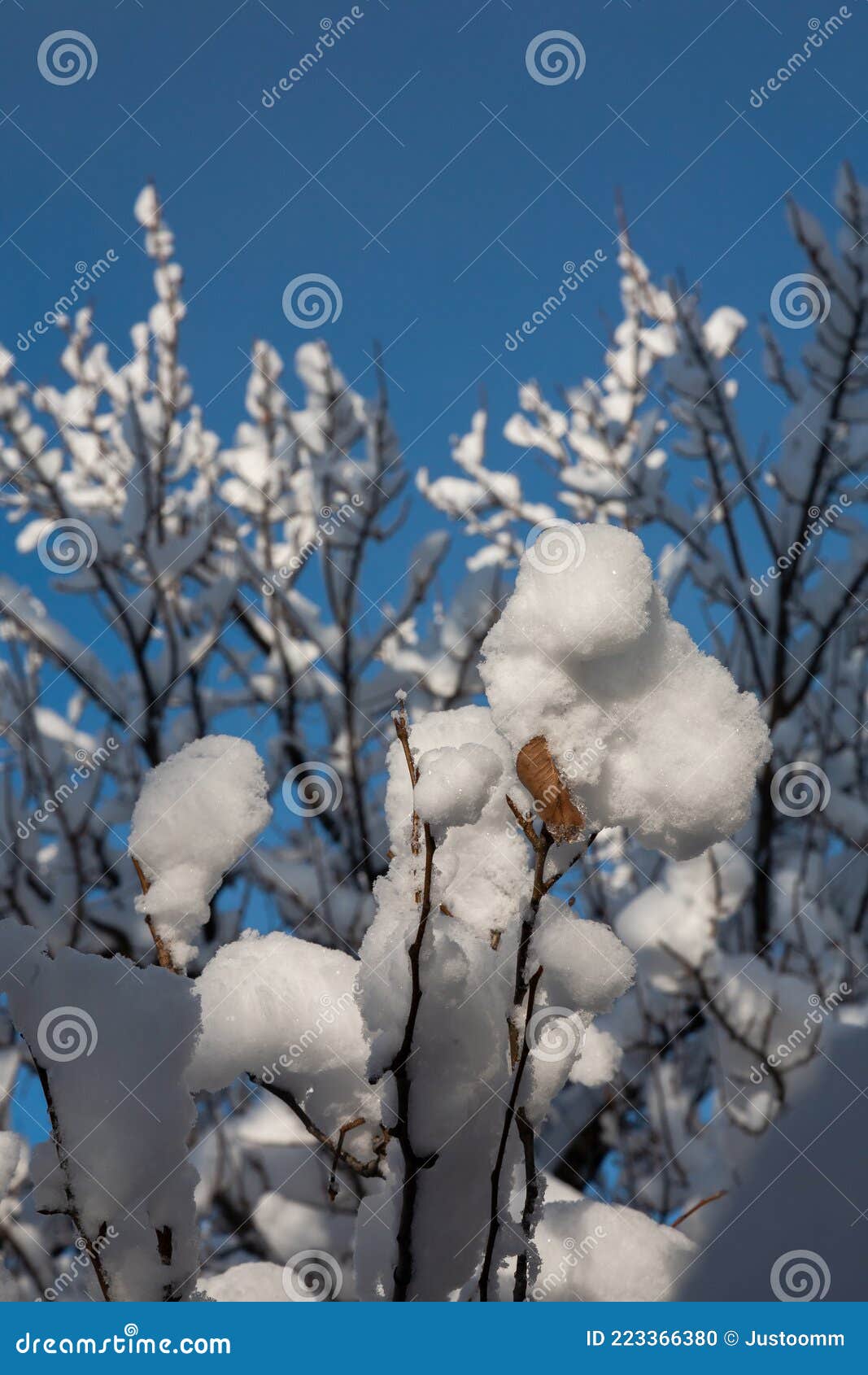 A Snow-covered Tree Branch, the Branches of the Trees are Covered with ...