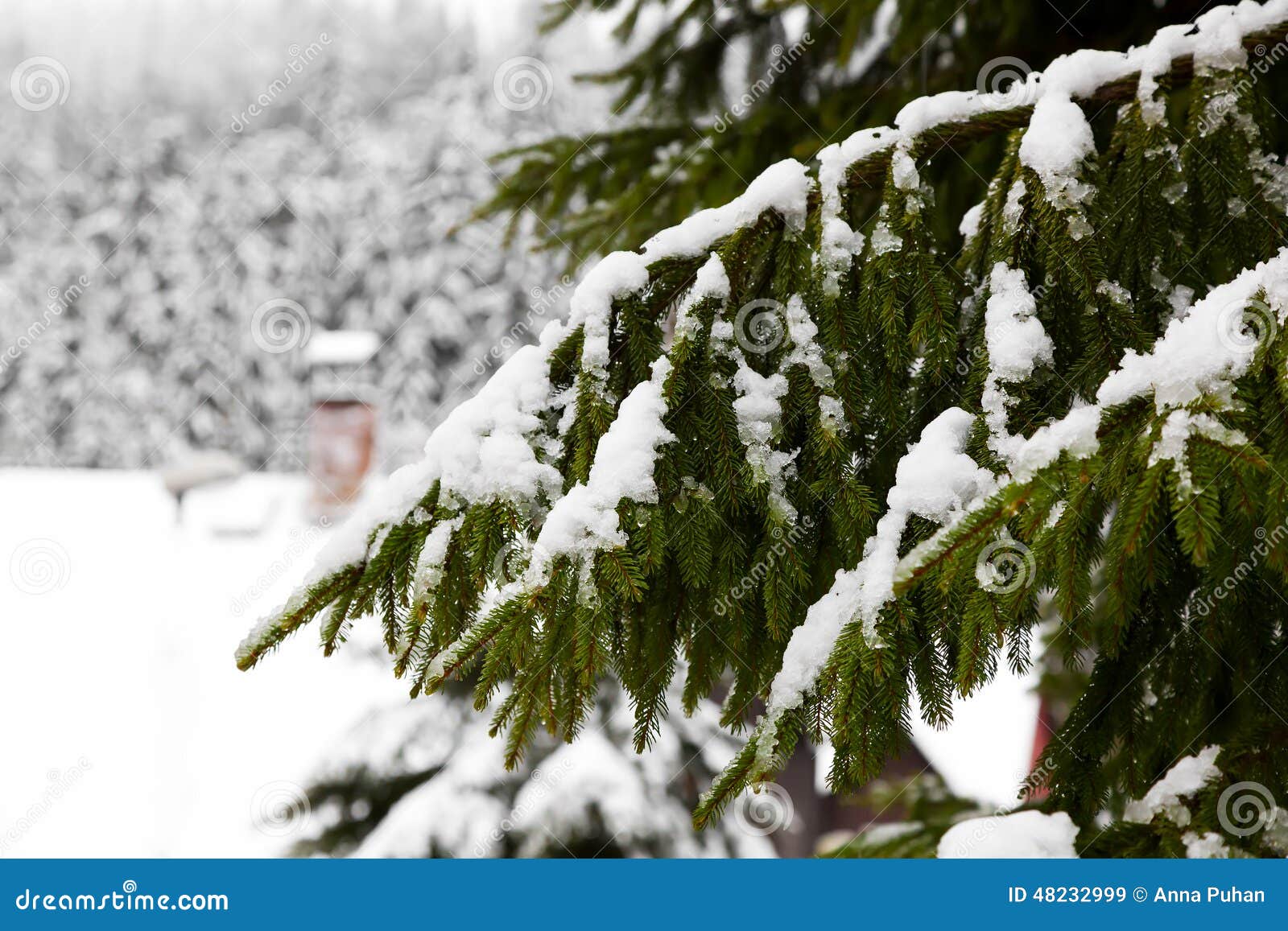 Snow-covered tree branch stock image. Image of coniferous - 48232999