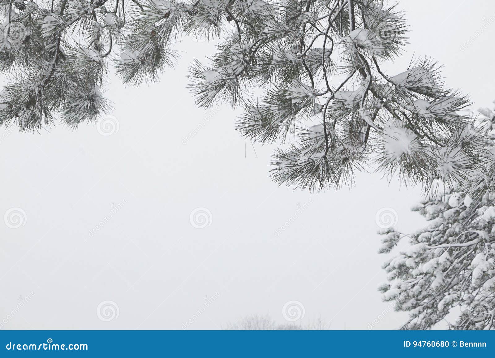 Snow-covered tree branch stock photo. Image of natural - 94760680