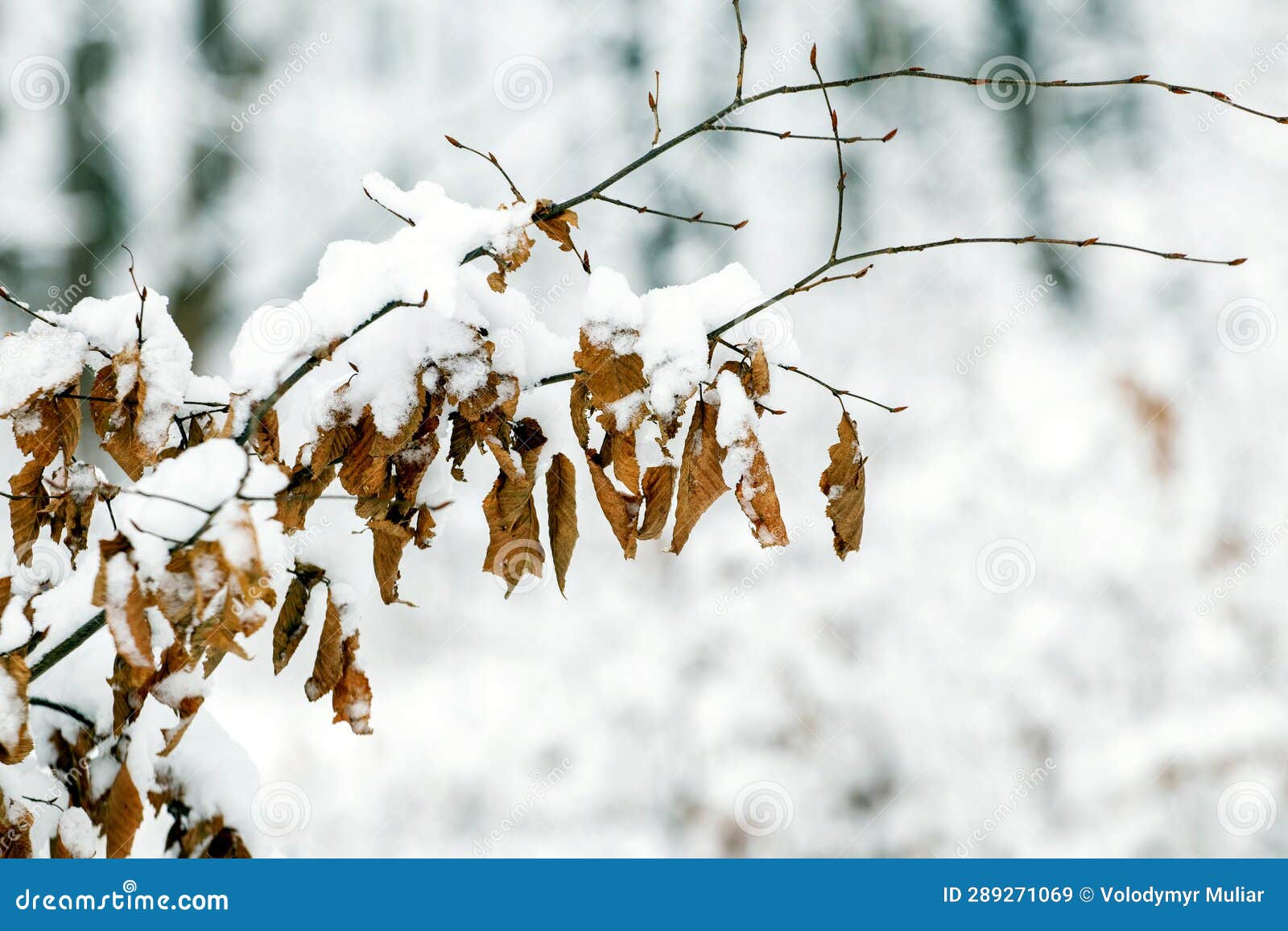Snow-covered Tree Branch with Wilted Leaves in the Forest on Blurred ...