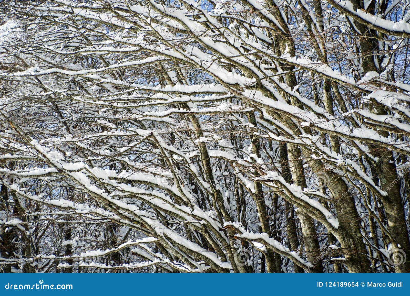 Snow-covered tree branch stock photo. Image of scenic - 124189654
