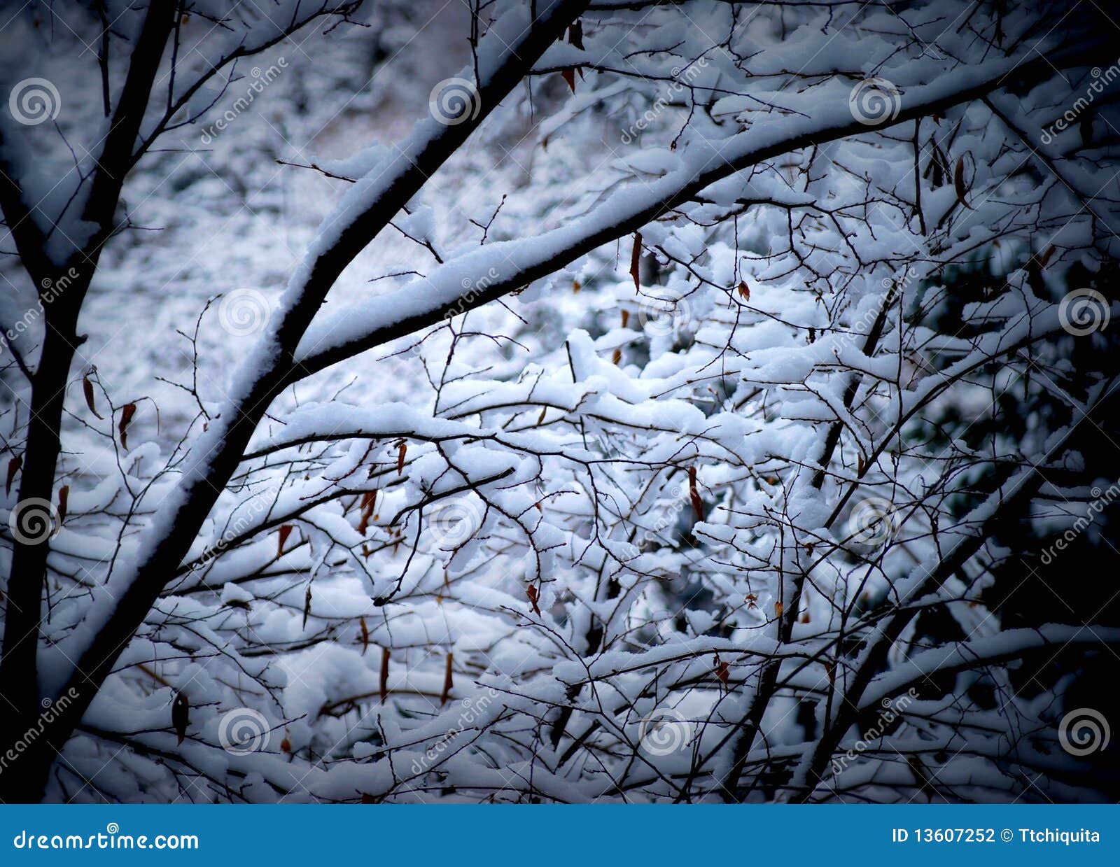 Snow covered tree branches stock photo. Image of intricate - 13607252