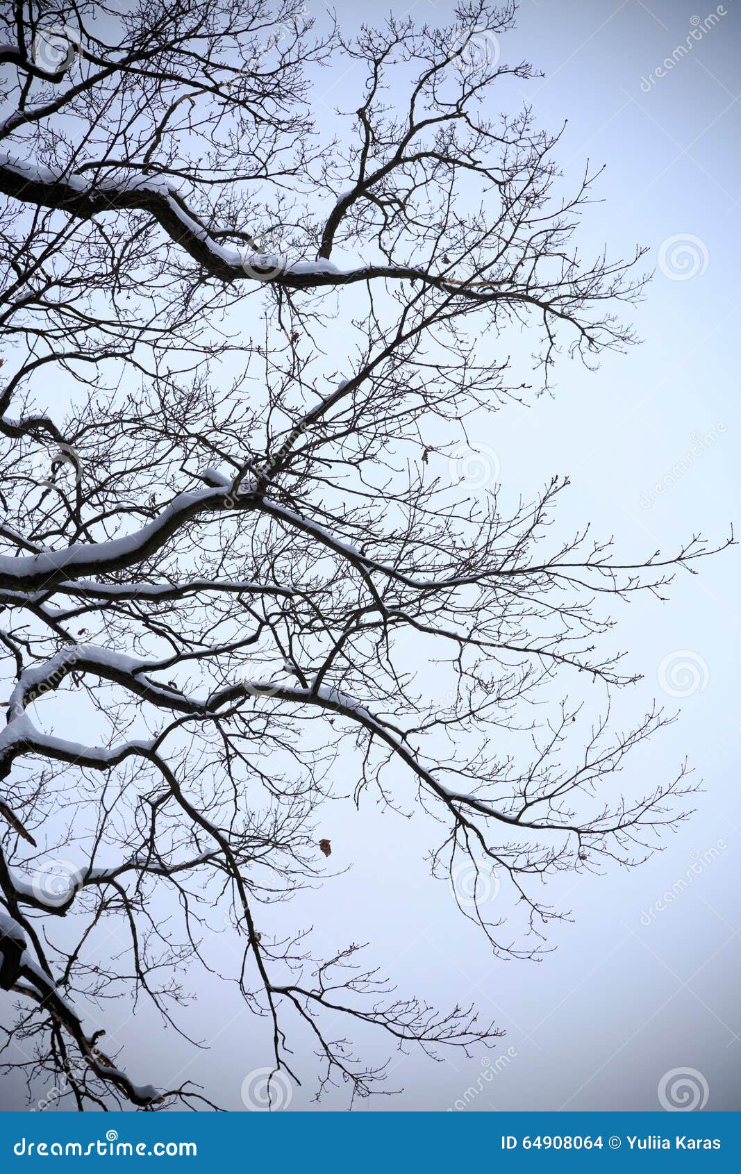 Snow-covered tree branches stock photo. Image of clear - 64908064