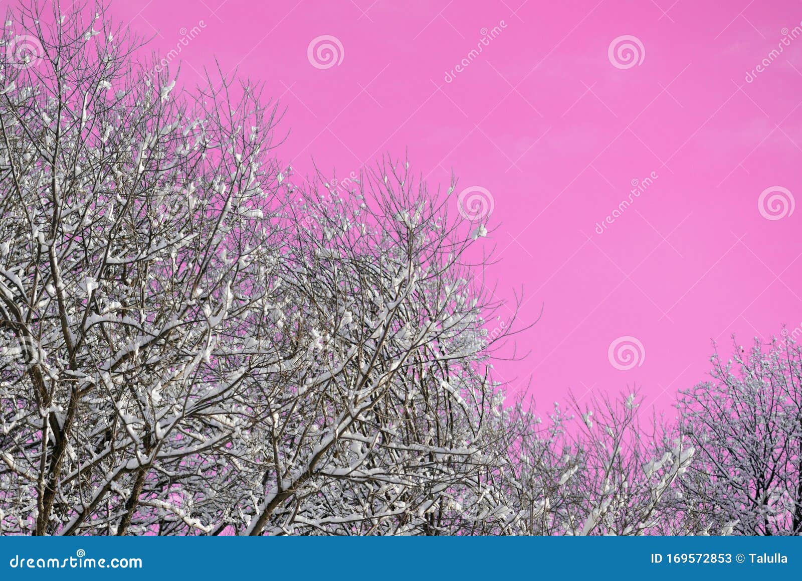 Snow Covered Tree Branches Against the Backdrop of an Unreal Pink Sky ...