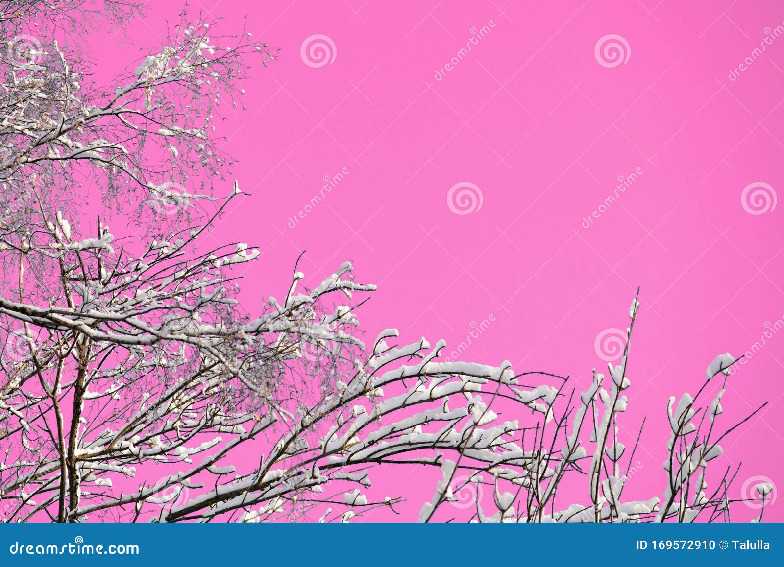 Snow Covered Tree Branches Against the Backdrop of an Unreal Pink Sky ...