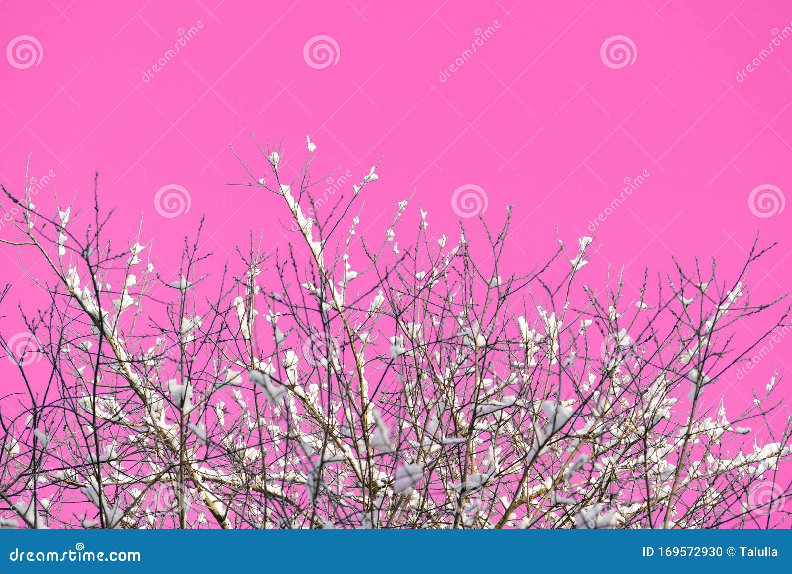 Snow Covered Tree Branches Against the Backdrop of an Unreal Pink Sky ...
