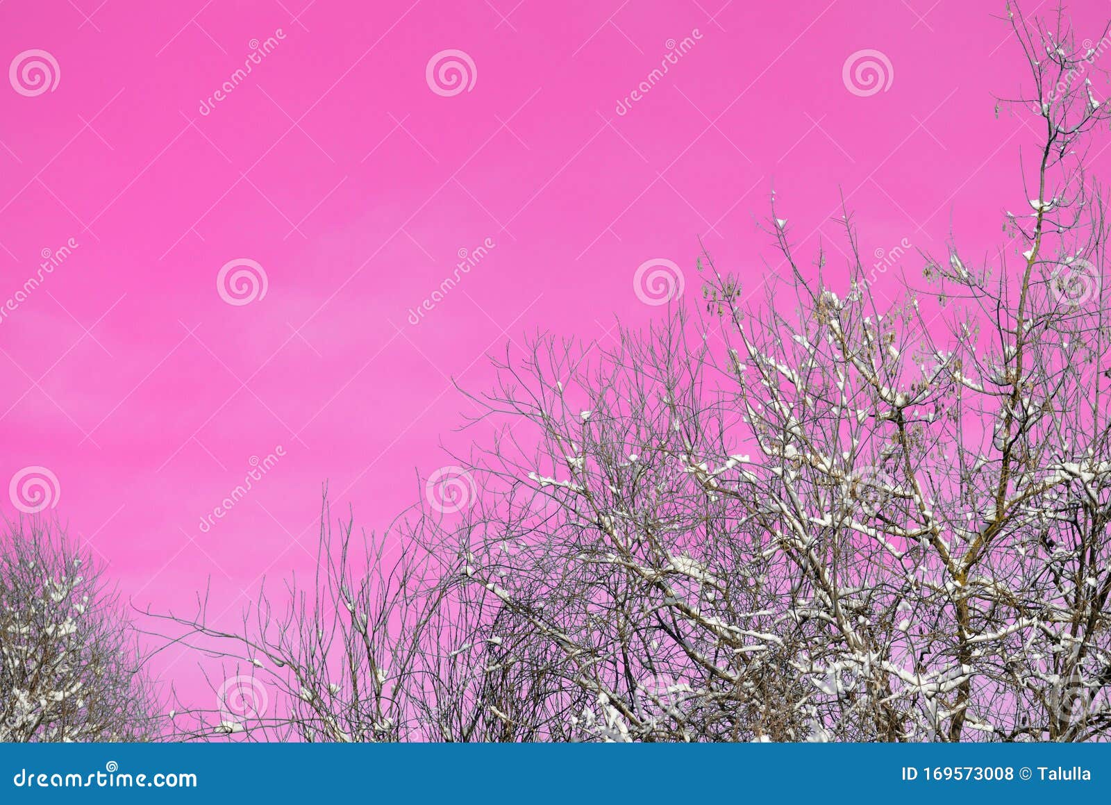 Snow Covered Tree Branches Against the Backdrop of an Unreal Pink Sky ...