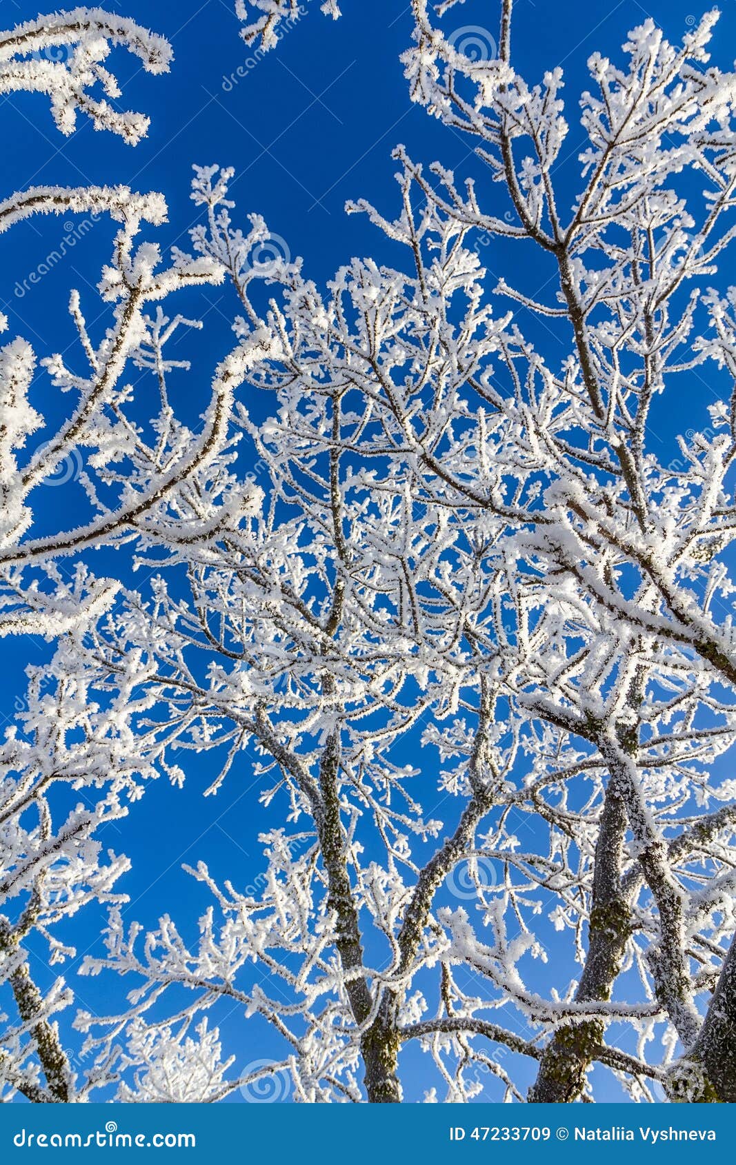 Snow-covered tree branches stock image. Image of february - 47233709