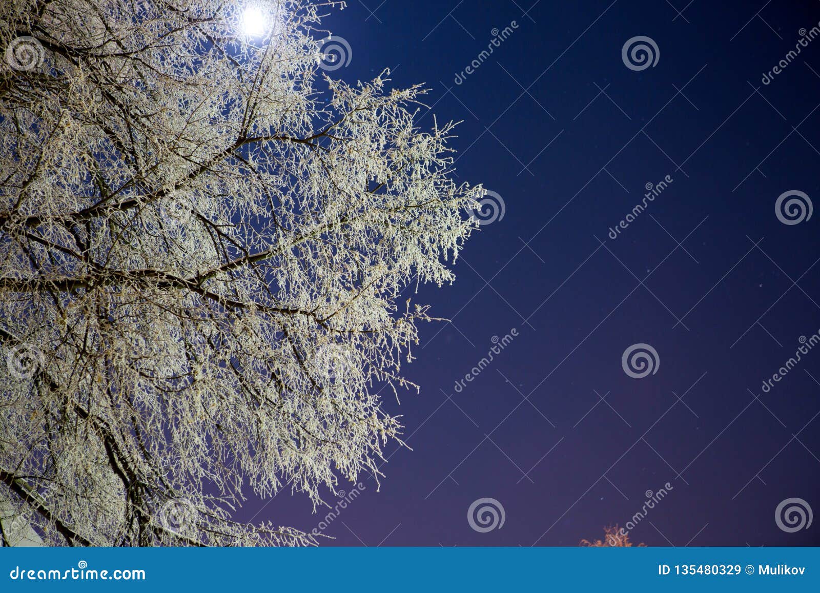 Snow-covered Tree Branches Against the Night Sky Stock Image - Image of ...