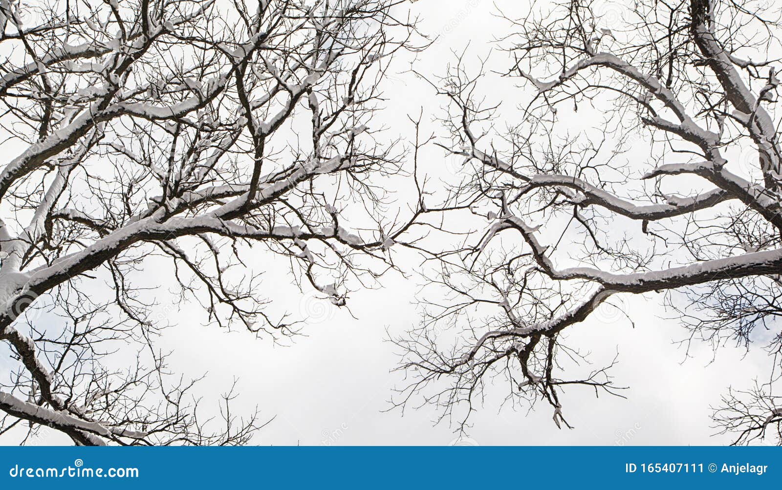 Snow Covered Tree Branches Against Sky Stock Image - Image of beautiful ...