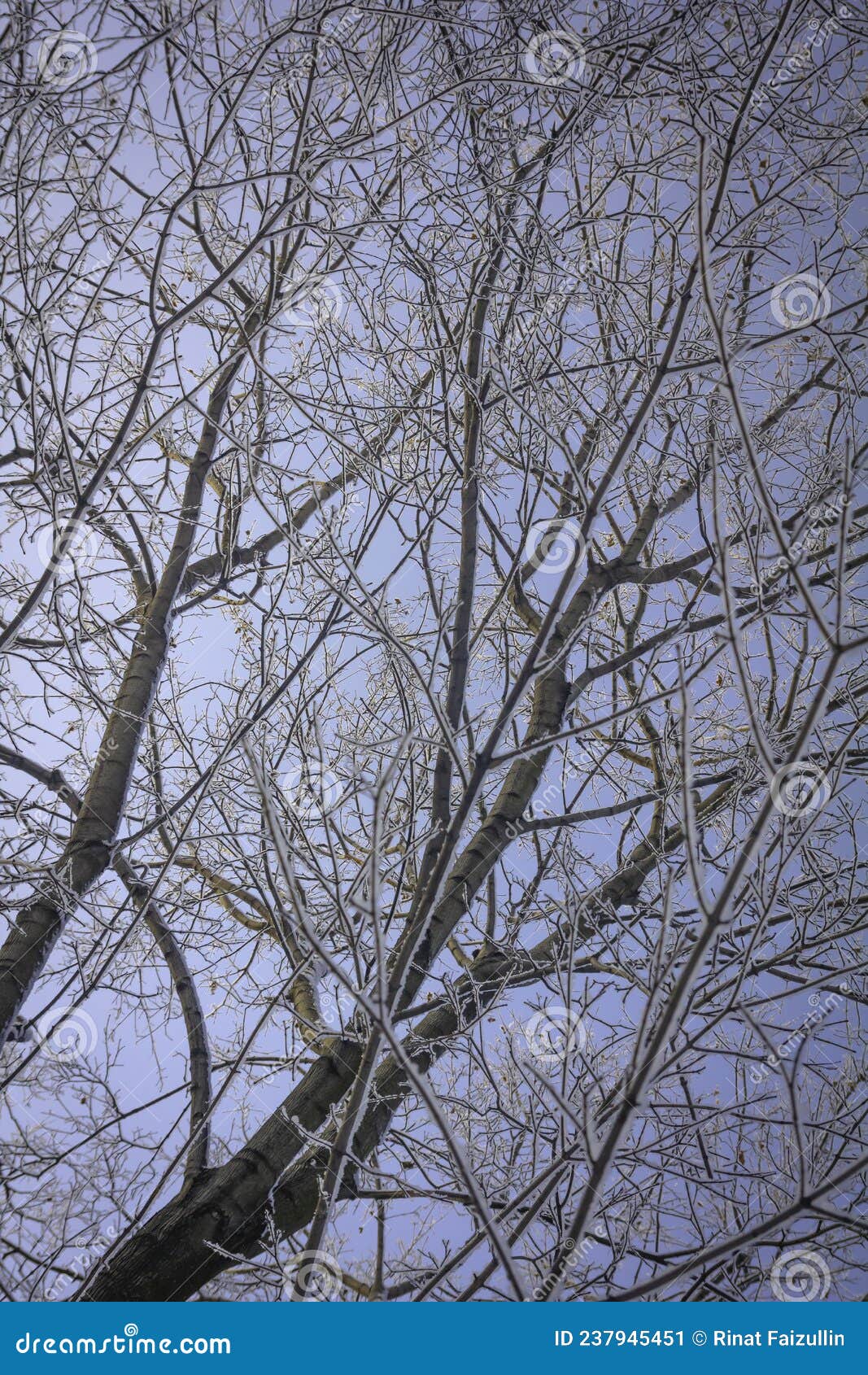 Snow-covered Tree Branches and Blue Cloudless Winter Sky Stock Image ...