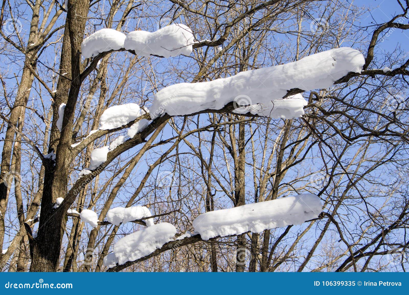 Snow-covered tree branches stock image. Image of covered - 106399335