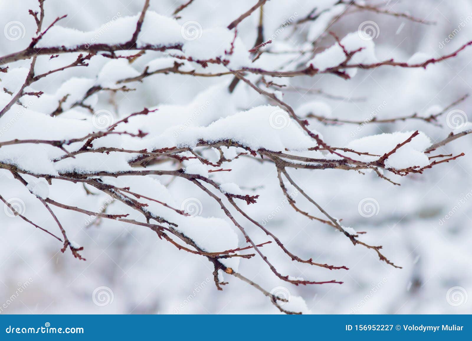 Snow Covered Tree Branches on Light Background_ Stock Image - Image of ...