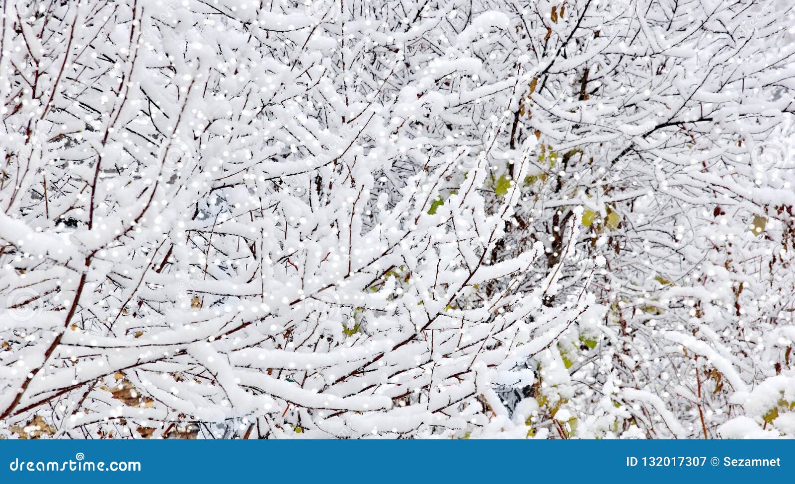 Snow-covered Tree Branches Near the Ground Surface of the White Stock ...