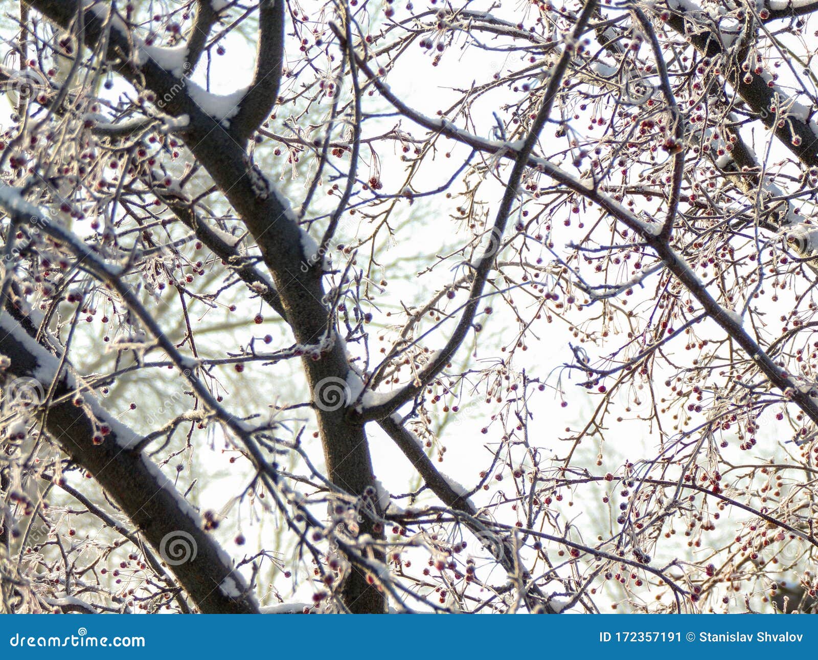 Snow-covered Tree Branches with Red Berries in Winter. Stock Image ...