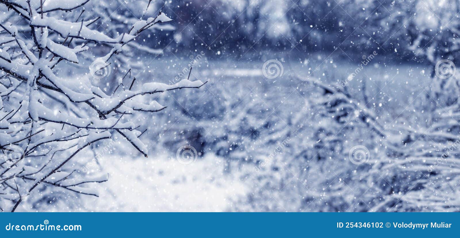 Snow-covered Tree Branches on the River Bank among Thickets of Trees ...