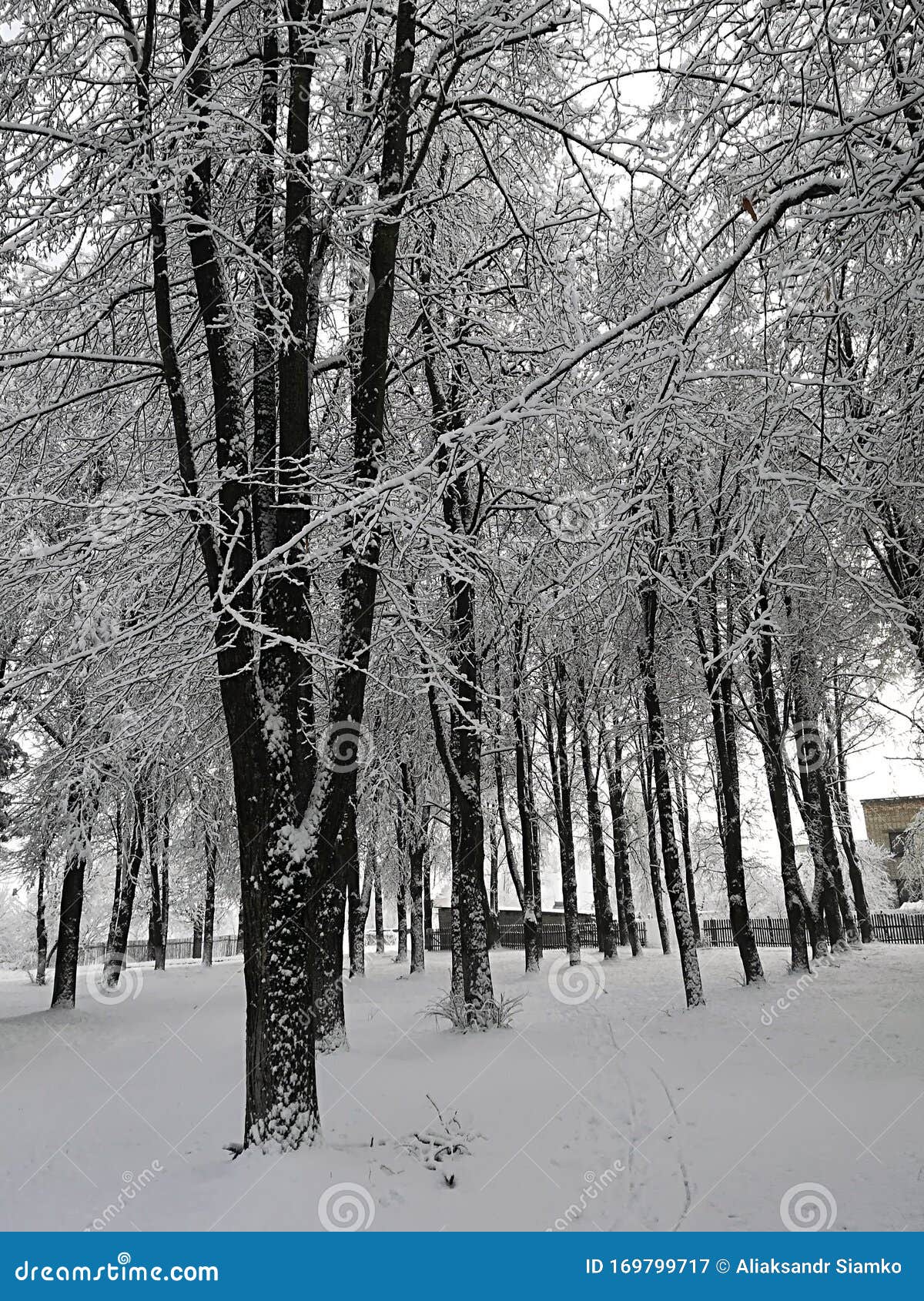 Snow Covered Tree Branches in a Small Town Park Stock Image - Image of ...
