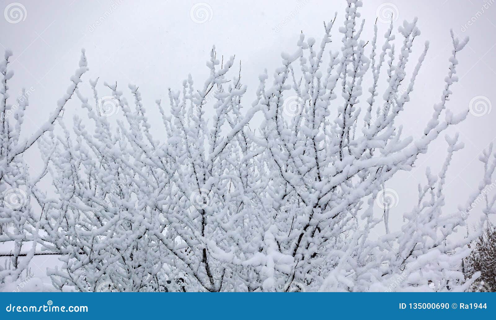 Snow-covered Tree Branches. Trees in the Snow Stock Photo - Image of ...