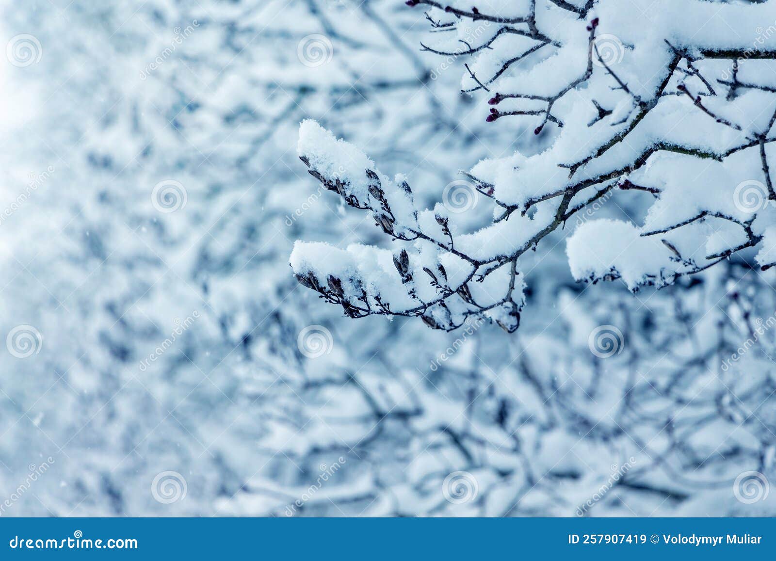 Snow-covered Tree Branches in the Winter Garden Stock Image - Image of ...