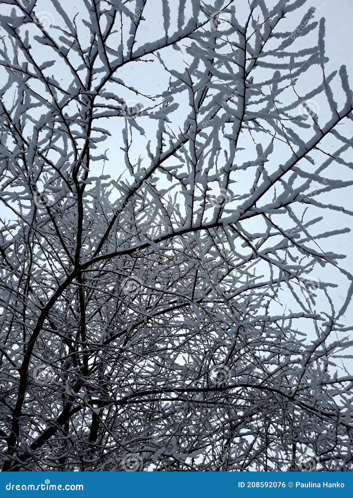 Snow-covered Tree Branches. Stock Photo - Image of tree, nature: 208592076