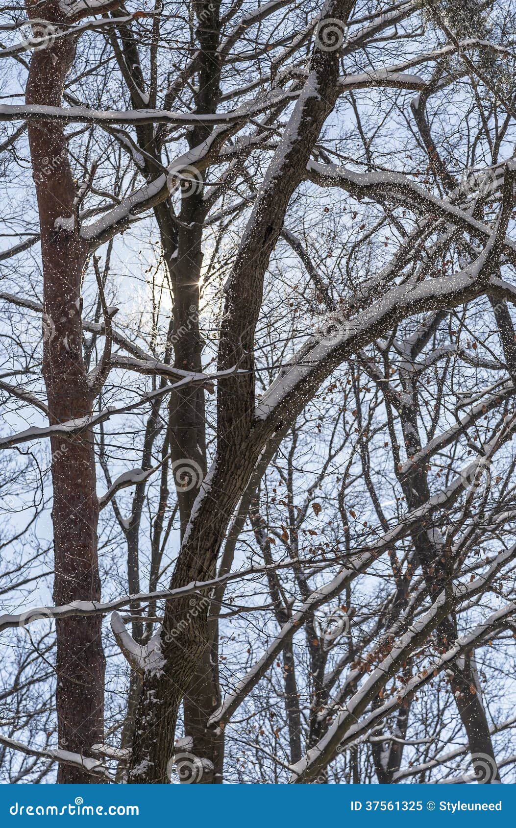 Snow Covered Tree Branches in Winter Stock Image - Image of branched ...