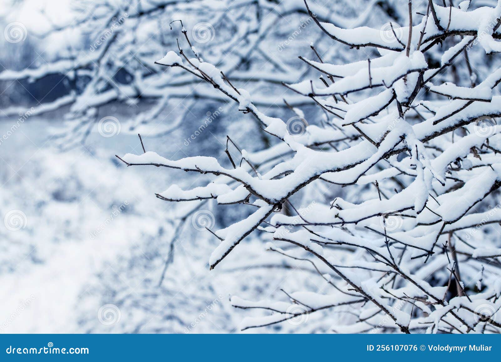 Snow Covered Tree Branches in Winter after Snowfall Stock Photo - Image ...