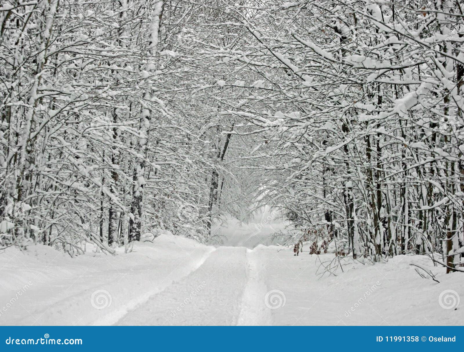 Snow Covered Tree Canopy stock photo. Image of county - 11991358