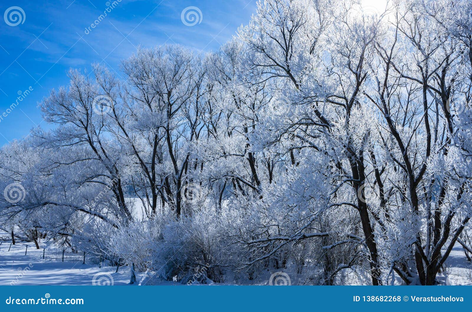 Snow covered tree close up stock photo. Image of icing - 138682268