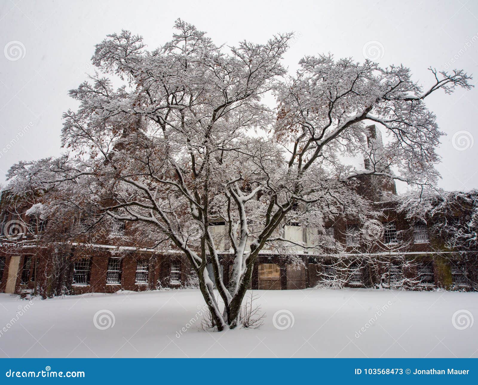 A Snow Covered Tree in a Courtyard Stock Image - Image of snowing ...