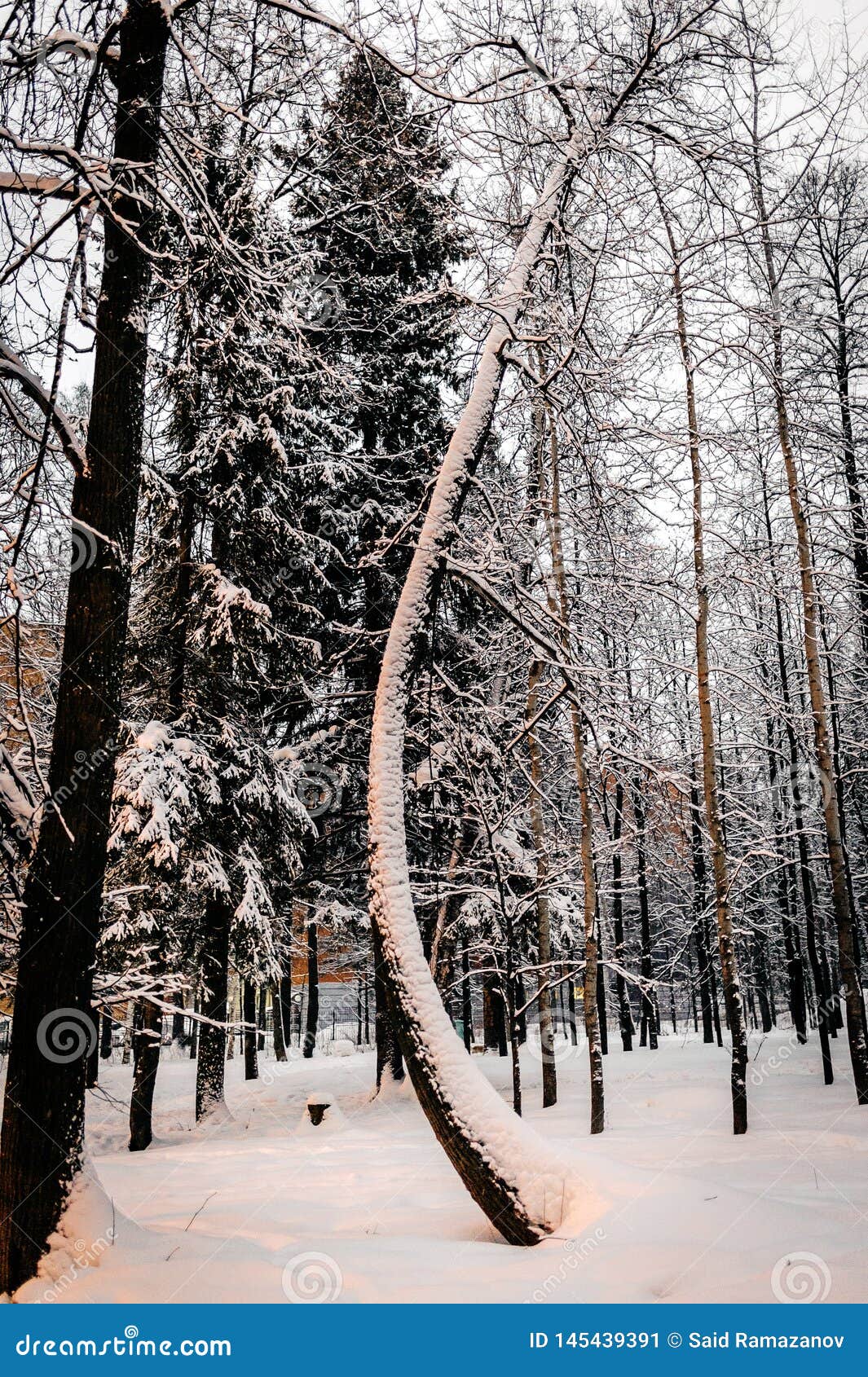 Snow Covered Tree with Curved Trunk Winter Stock Image - Image of ...