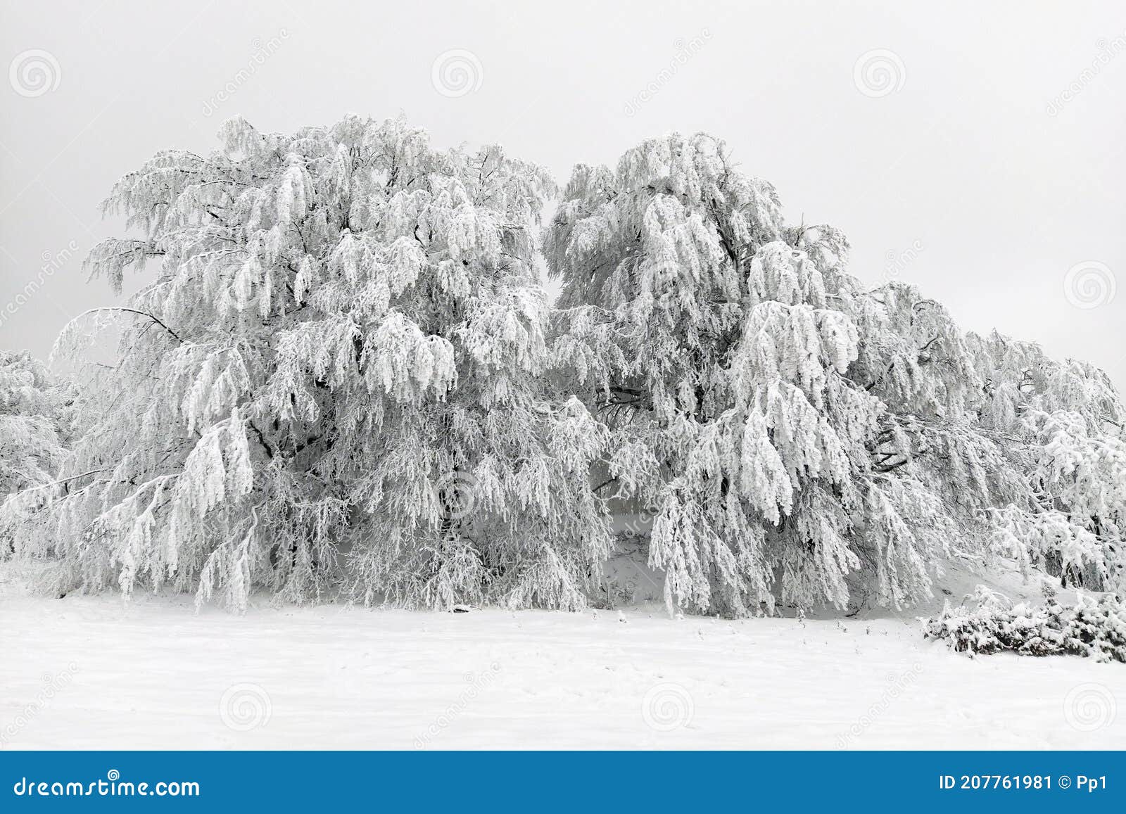 Snow Covered Tree, Heavy Wet Snow on Trees Branches, Deformed Snowfall ...