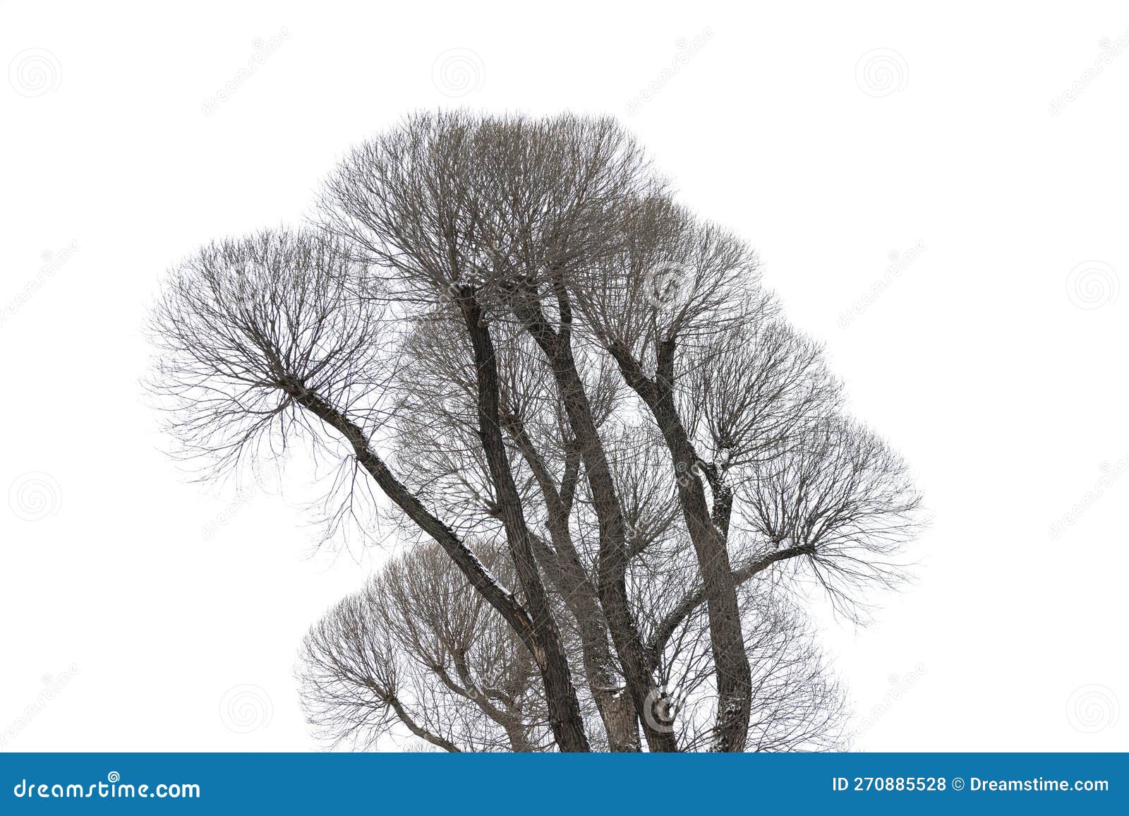 Snow Covered Tree without Leaves Stock Photo - Image of branch ...