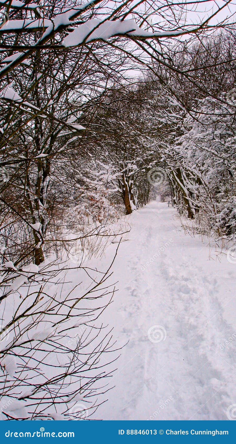 Snow Covered Tree-lined Country Lane. Stock Image - Image of lane ...