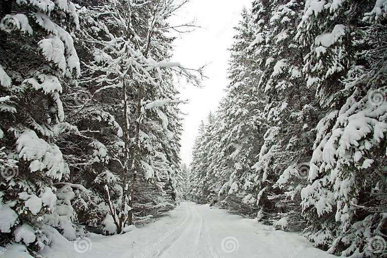 Snow Covered Tree Lined Road Stock Photo - Image of evergreens ...