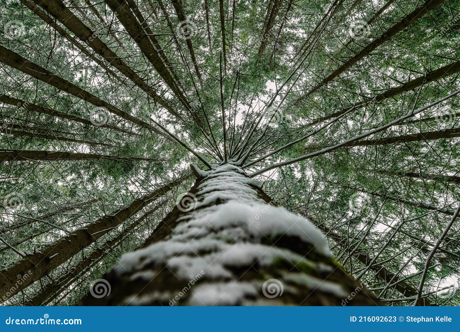 Snow Covered Tree Perspective Impressive View Looking Up As a Symbol ...