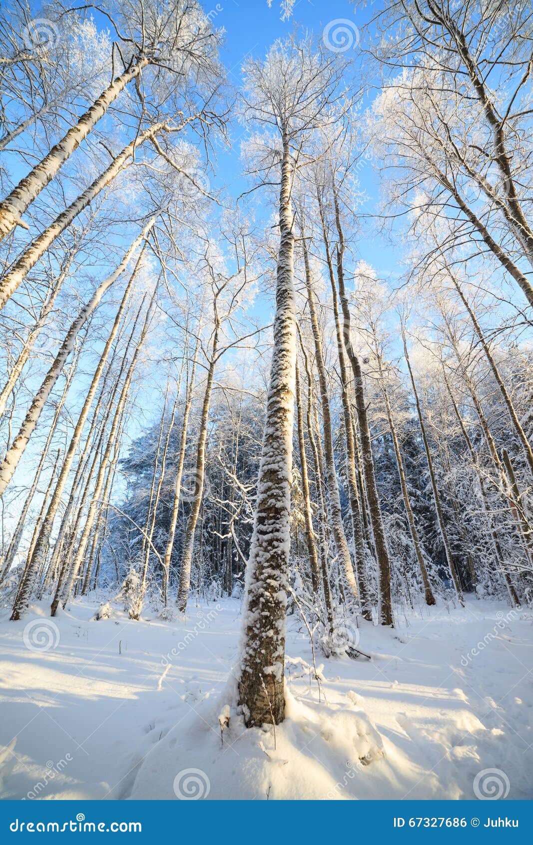 Snow Covered Tree Perspective View Looking Up Stock Photo - Image of ...