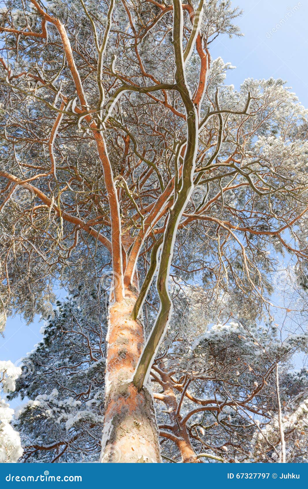 Snow Covered Tree Perspective View Looking Up Stock Image - Image of ...